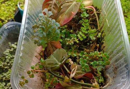 Растения для флорариума террариума набор