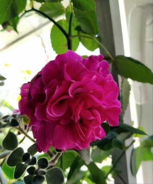 Бенгальская роза домашняя