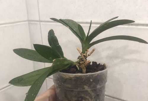 Орхидея фаленопсис трилипс с деткой