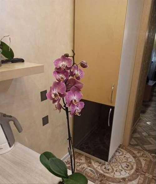 Орхидея фаленопсис Dragon Heart -Леко Фантастик