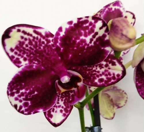 Орхидея фаленопсис тёмная Фронтера