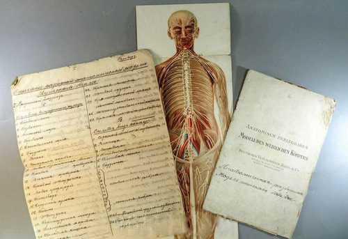 Цветная анатомическая модель женского тела. 1916г