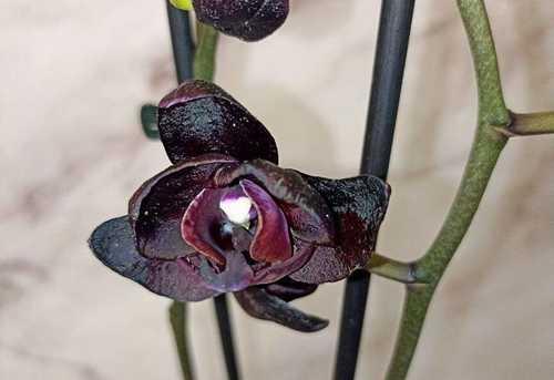 Орхидея фаленопсис Черный лебедь, черная орхидея