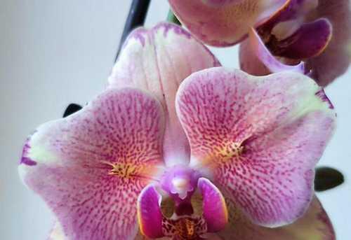 Орхидея фаленопсис бабочка Pirate Picotee