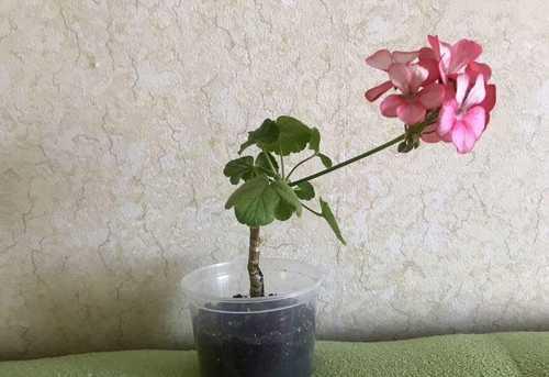 Пеларгония розовая / Герань