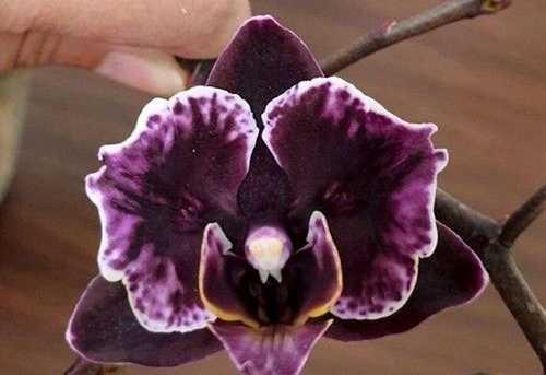 Орхидея Miki Black Angel, Leco Fantastic 'Ll045