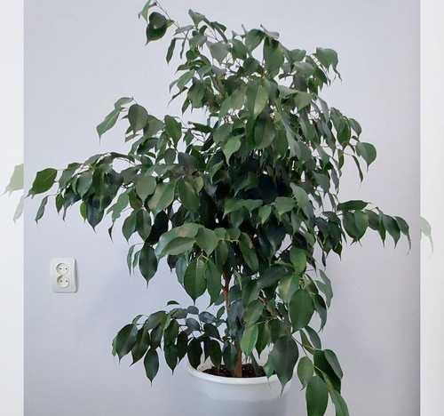 Продается Фикус Бенджамина (Ficus benjamina)