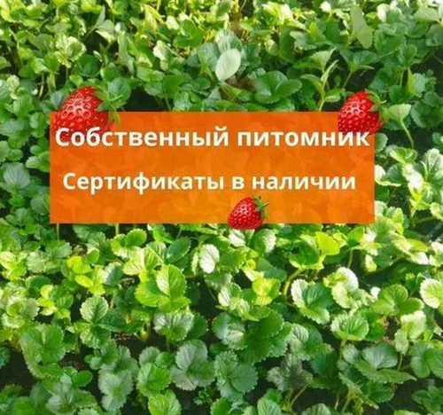 Рассада клубники Априка ксд