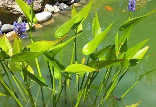 Понтедерия Растения для пруда Водные растения Пруд
