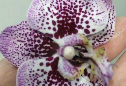 Орхидея фаленопсис (лат. Phalaenopsis)