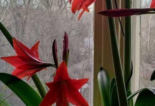 Гиппеаструм, красивый ярко красный цветок