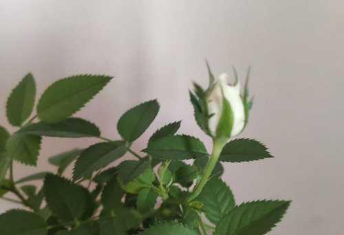 Белая комнатная роза
