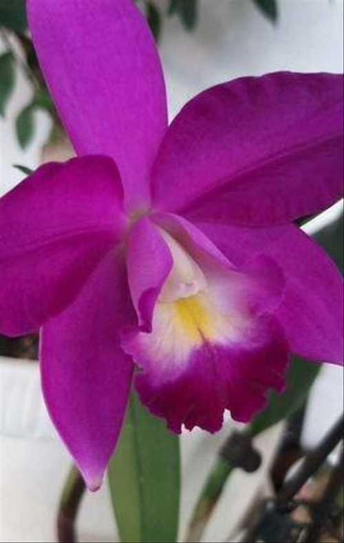 Орхидея катлея и фаленопсис Сансет Лав