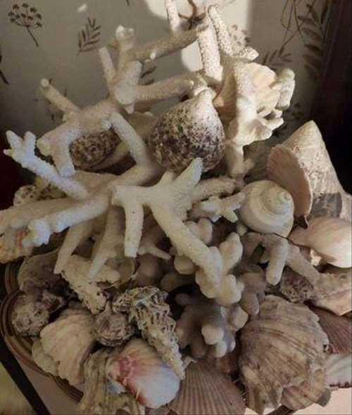 Морские ракушки, кораллы