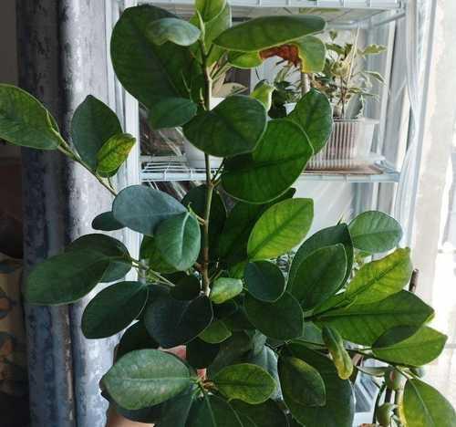 Фикус Microcarpa Moсlame