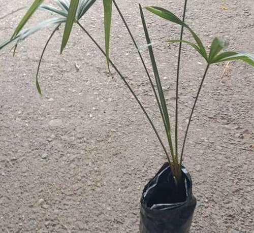 Лавр,пальма Трахикарпус форчуна(пальма)