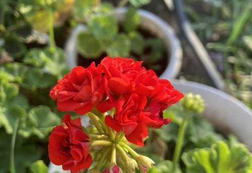 Пеларгония сортовая rosebud red