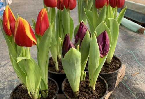 Тюльпаны в горшке оптом к 8 марта