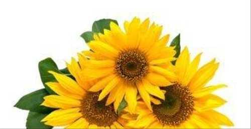 Семена подсолнечника