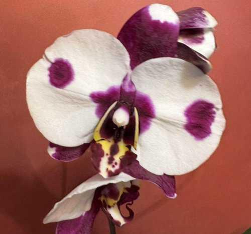 Цветущая рхидея фаленопсис