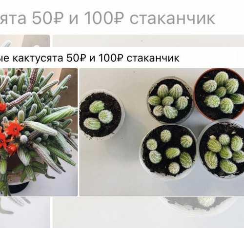 Суккуленты