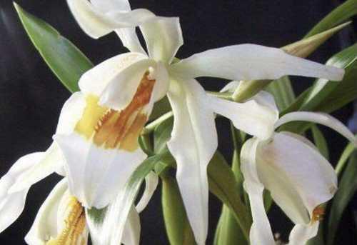 Орхидея coelogyne cristata x lawrenceana