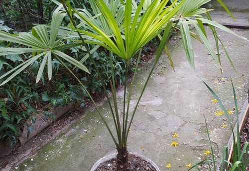 Пальма трахикарпус