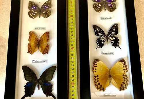 Настоящие бабочки для коллекции