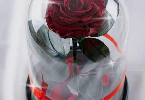 Живая Роза в стеклянной колбе