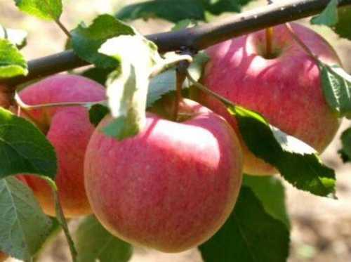 Саженцы яблоня сладкая нега