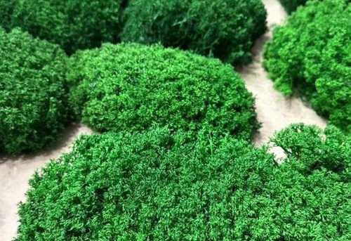 Вечно зеленый натуральный живой мох для декора