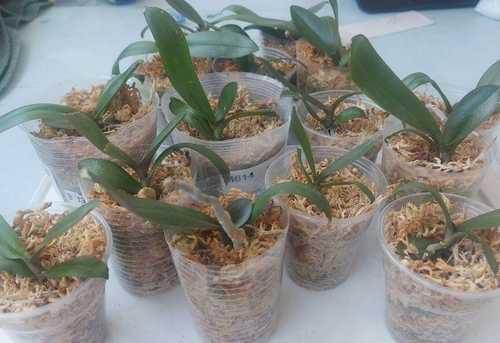 Орхидея фаленопсис, сеянцы из фласки