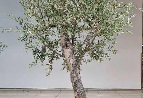 Оливковое дерево ветвистое