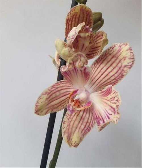 Орхидея Торино бантик