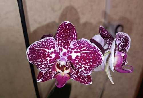 Орхидея фаленопсис Ягуар/Jaguar