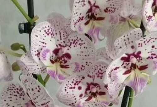 Орхидея фаленопсис биглип не цветёт