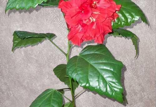 Гибискус китайская роза красная, красная махровая