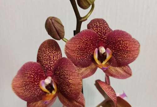 Орхидея фаленопсис Тулон, 1 ствол