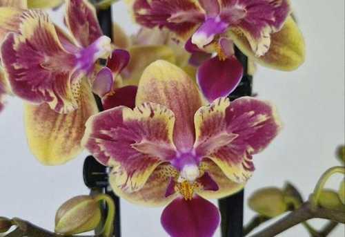 Орхидея бабочка ароматная