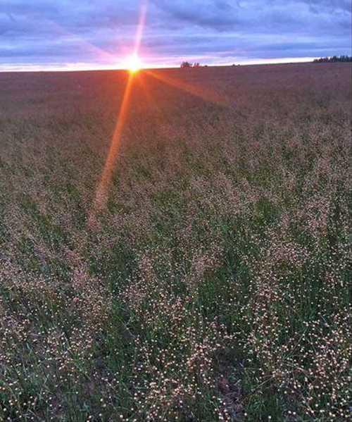 Эковата из растительного волокна Льноизол Flax зад