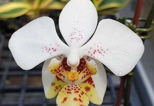 Орхидея Phal. stuartiana 'Sogo' HCC-AOS