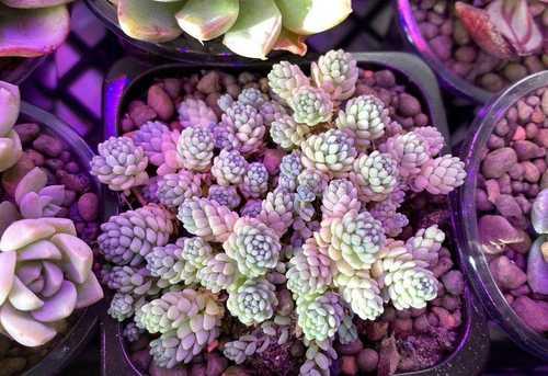 Sedum dasyphyllum major суккулент
