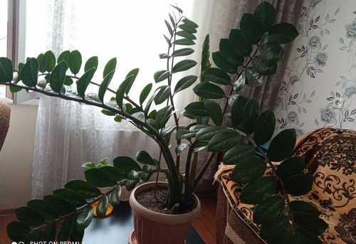 Цветок Замиокулькас