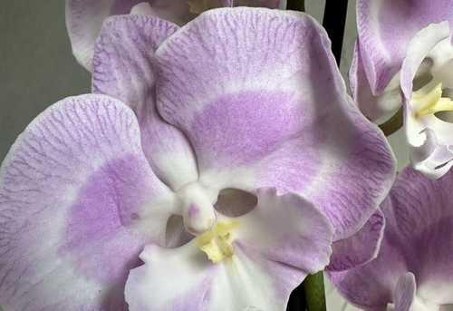 Орхидея фаленопсис биг лип алладин кисс
