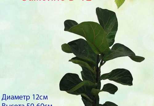Комнатное растение Фикус Лирата Бамбино d-12