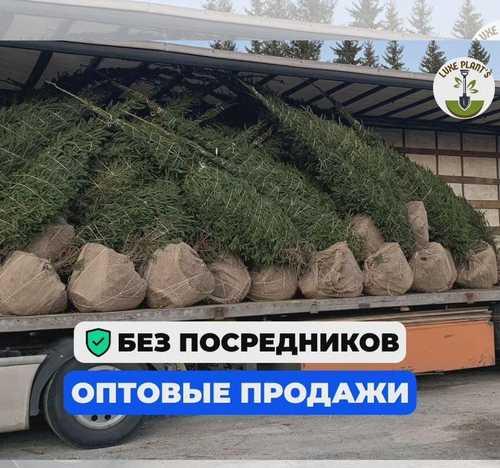 Ель, сосна, береза, липа
