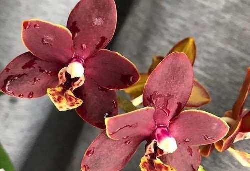 Орхидея фаленопсис ароматная чёрная
