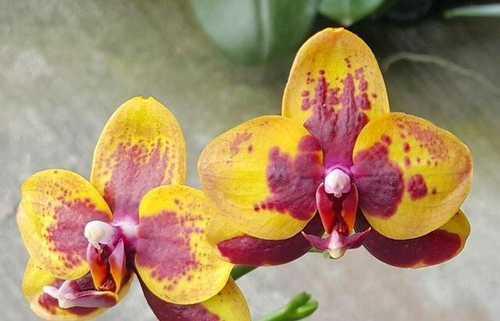 Орхидея Phal. PF-6231