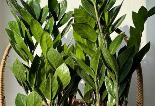 Замиокулькас зеленый classic комнатное растение