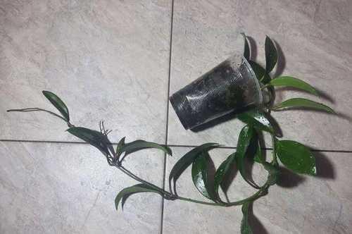 Растения хойи кофе дендробиум
